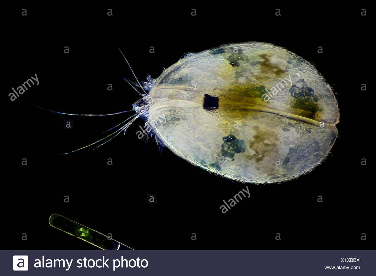 Crustacea Ostracoda