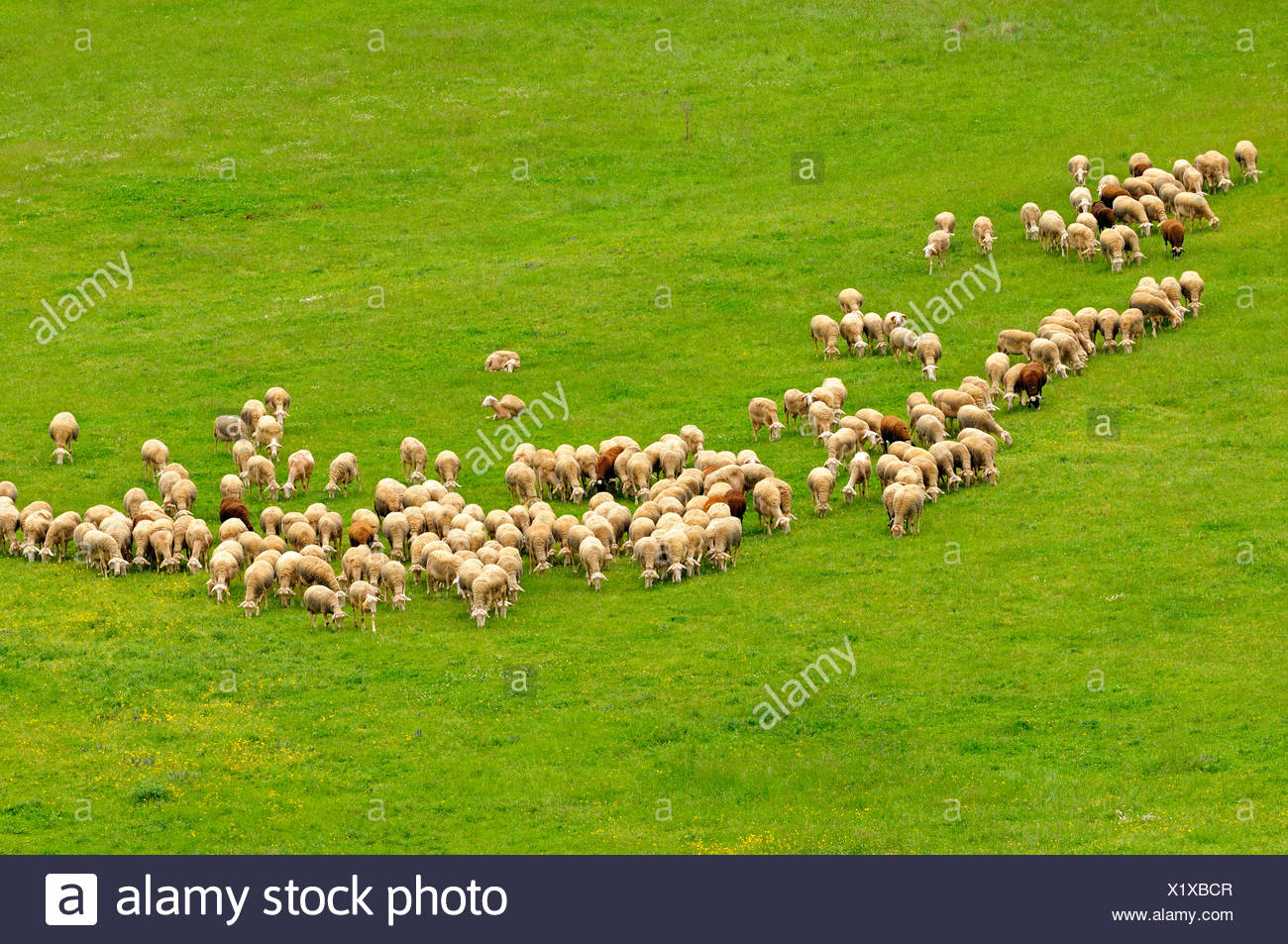 Herd Of Lacaune Sheep High Resolution Stock Photography and Images - Alamy