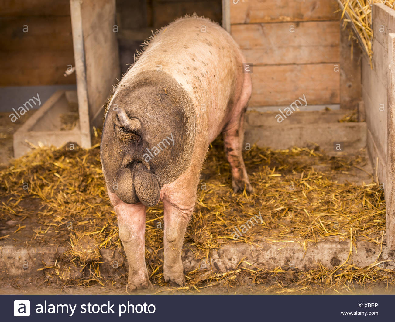 Pig Rear High Resolution Stock Photography and Images - Alamy