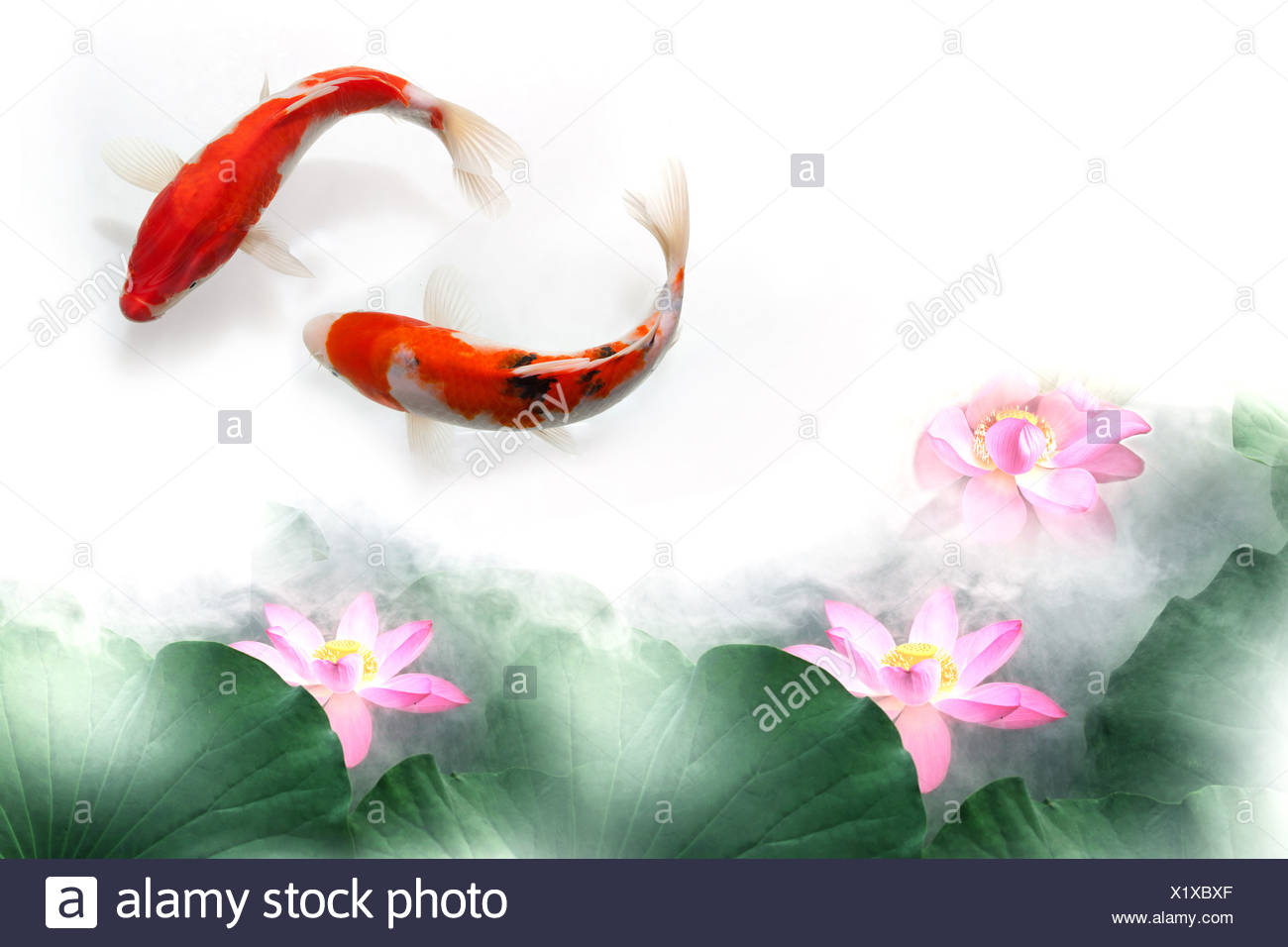 Lotus Plant Underwater High Resolution Stock Photography and Images - Alamy