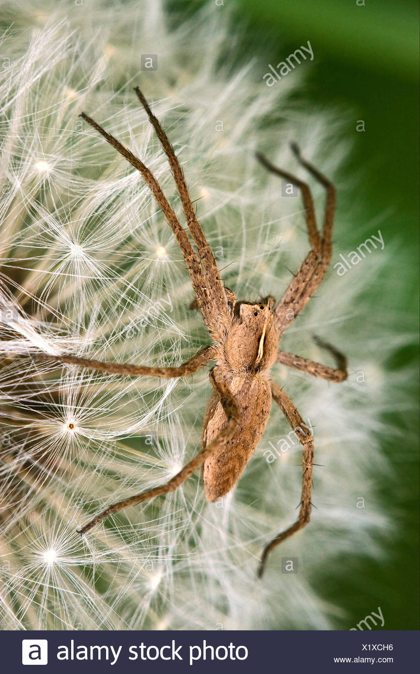Sicariidae High Resolution Stock Photography and Images - Alamy