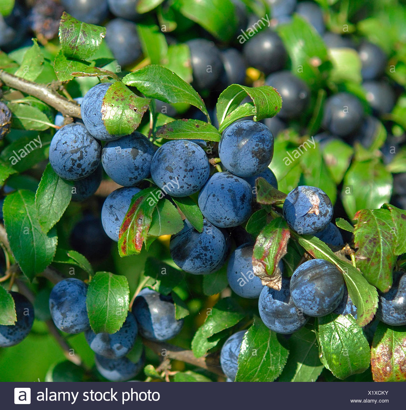 Sloe Fruits High Resolution Stock Photography and Images - Alamy