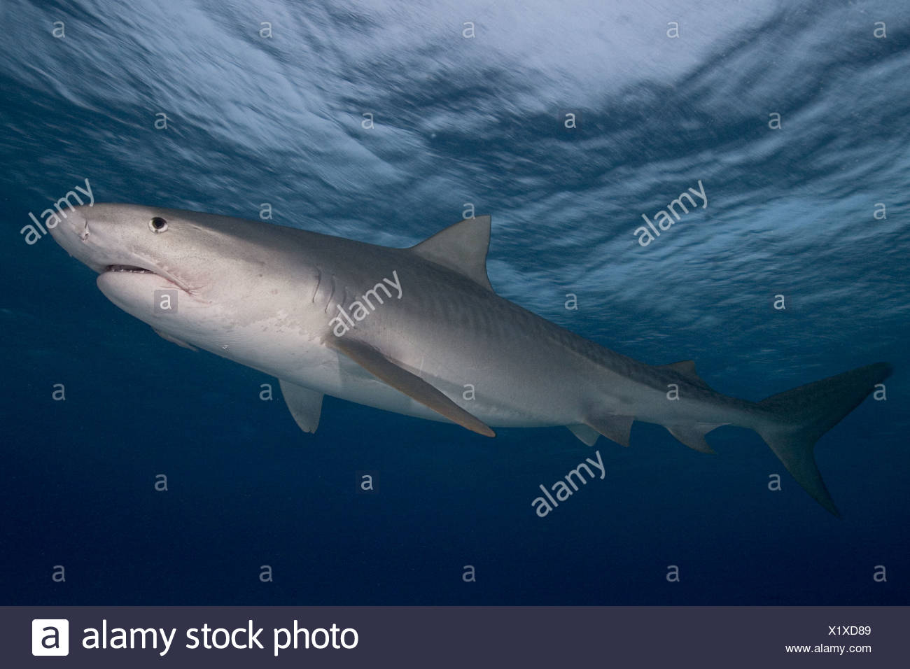 Shark Tiger 14 High Resolution Stock Photography and Images - Alamy