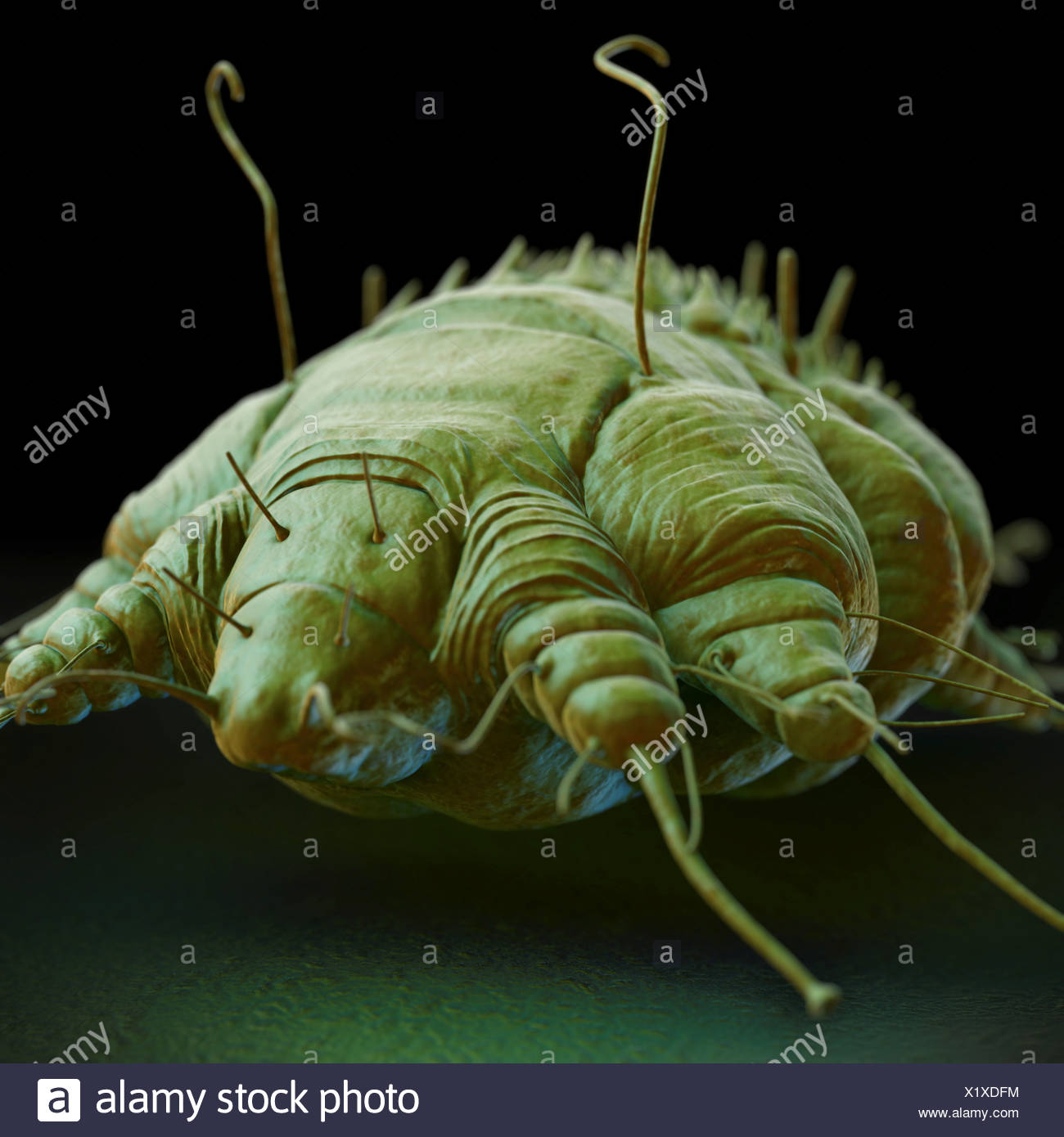 Sarcoptes Scabiei Scabies Stock Photos & Sarcoptes Scabiei Scabies ...