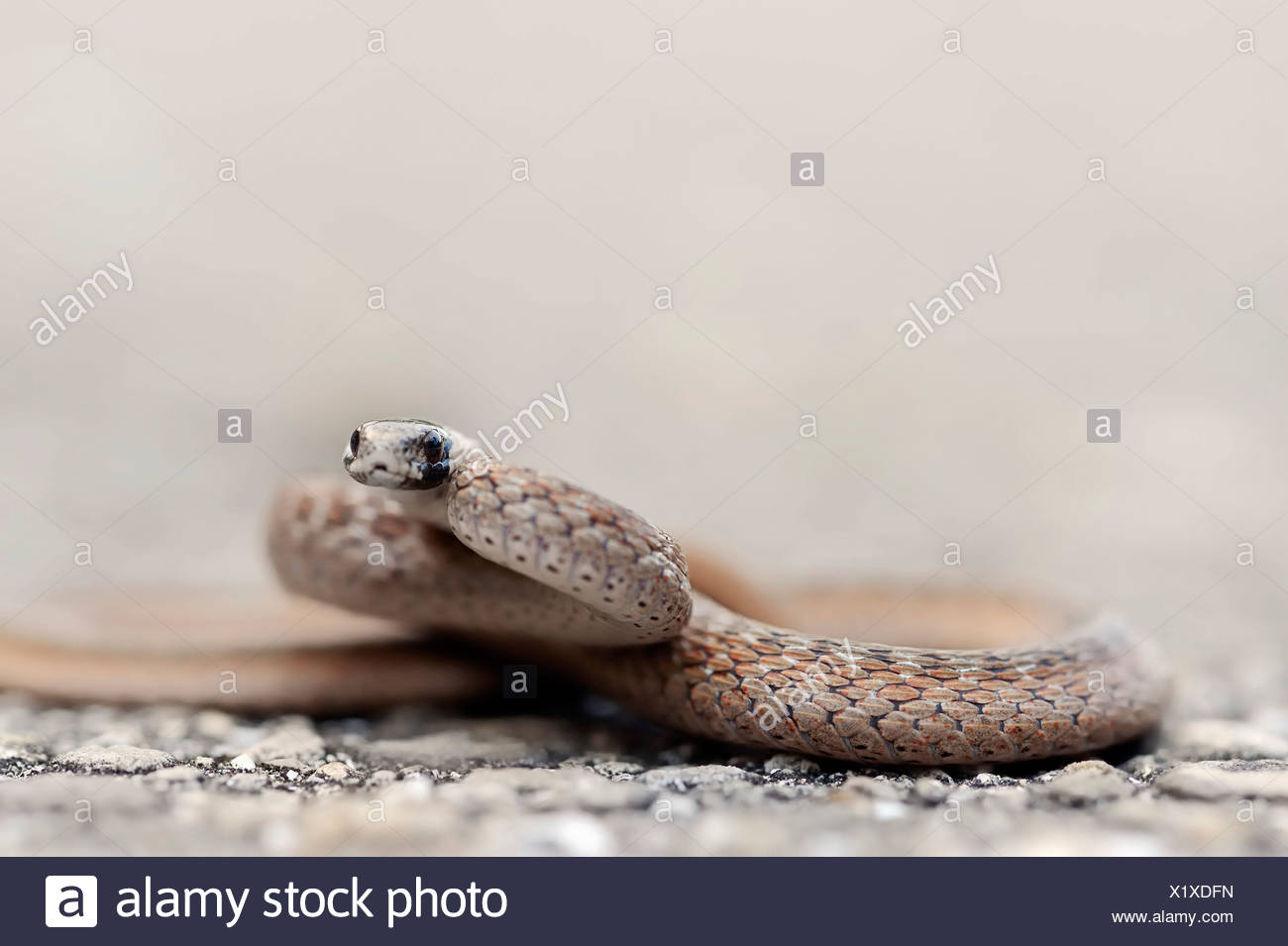 Storeria Dekayi High Resolution Stock Photography and Images - Alamy