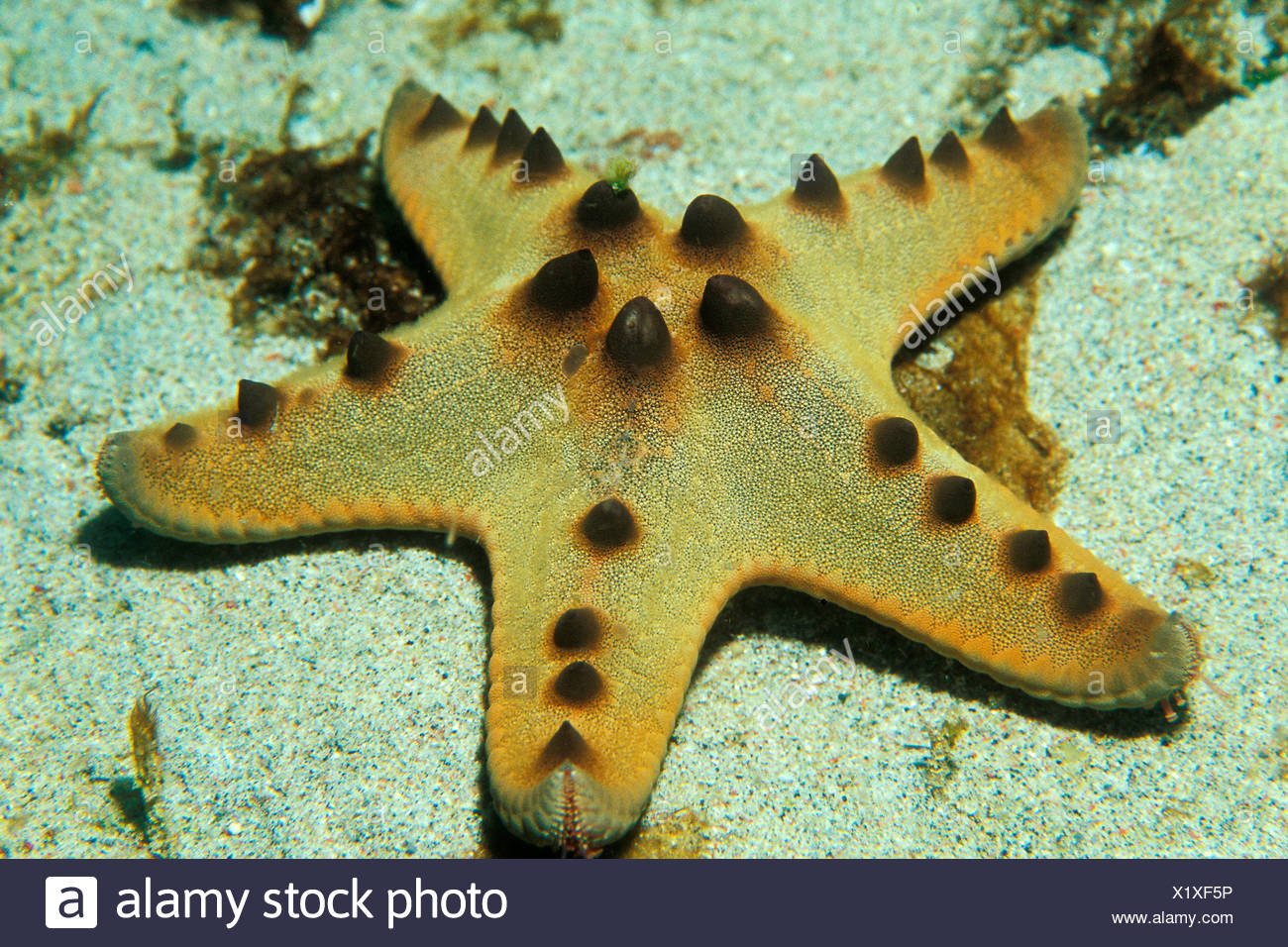 Protoreaster High Resolution Stock Photography and Images - Alamy