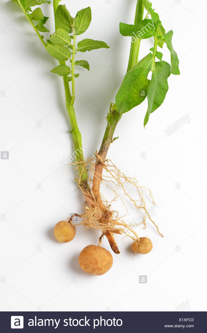 White Potato Stem Stock Photos & White Potato Stem Stock Images - Alamy