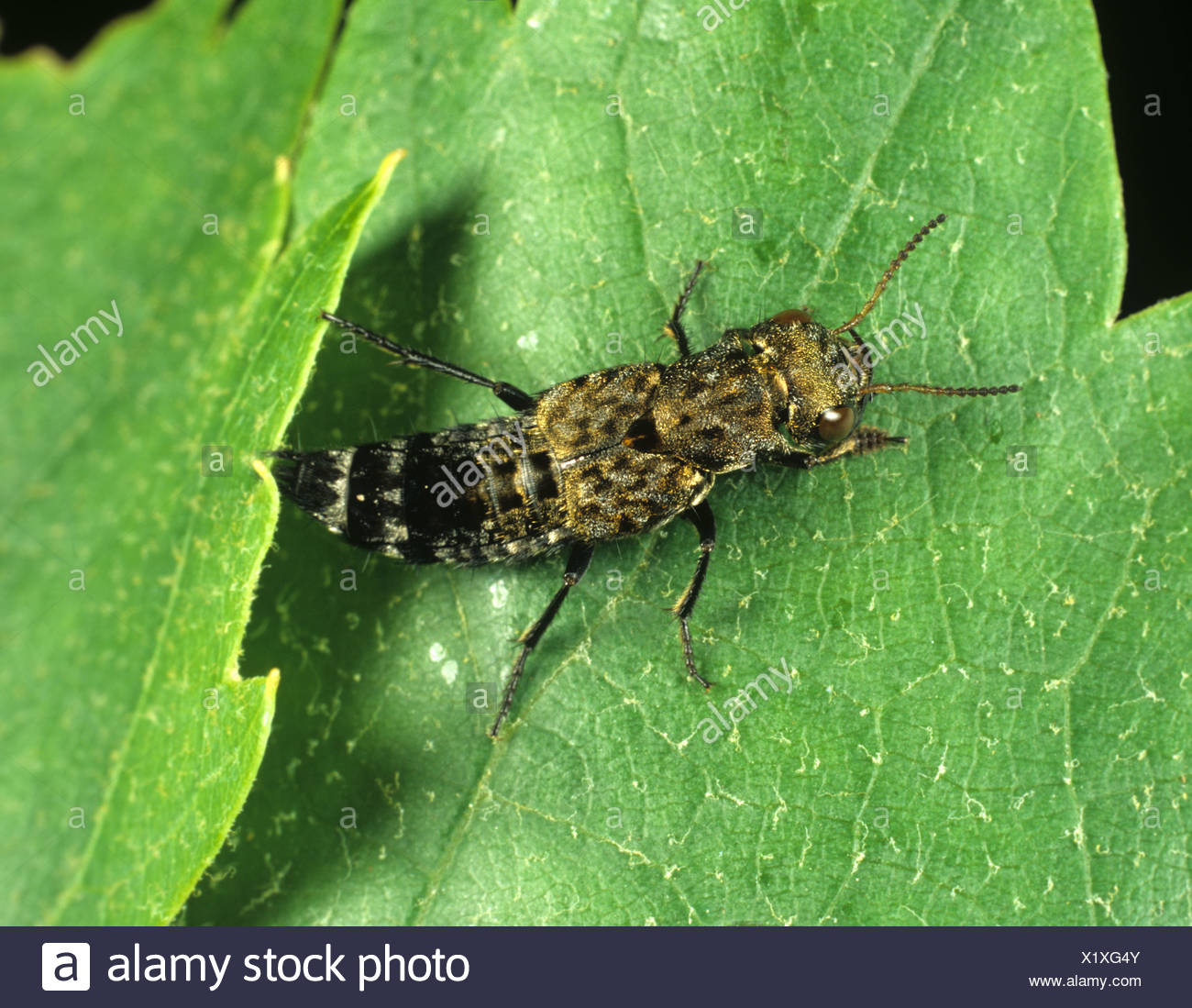 Staphylinid High Resolution Stock Photography and Images - Alamy