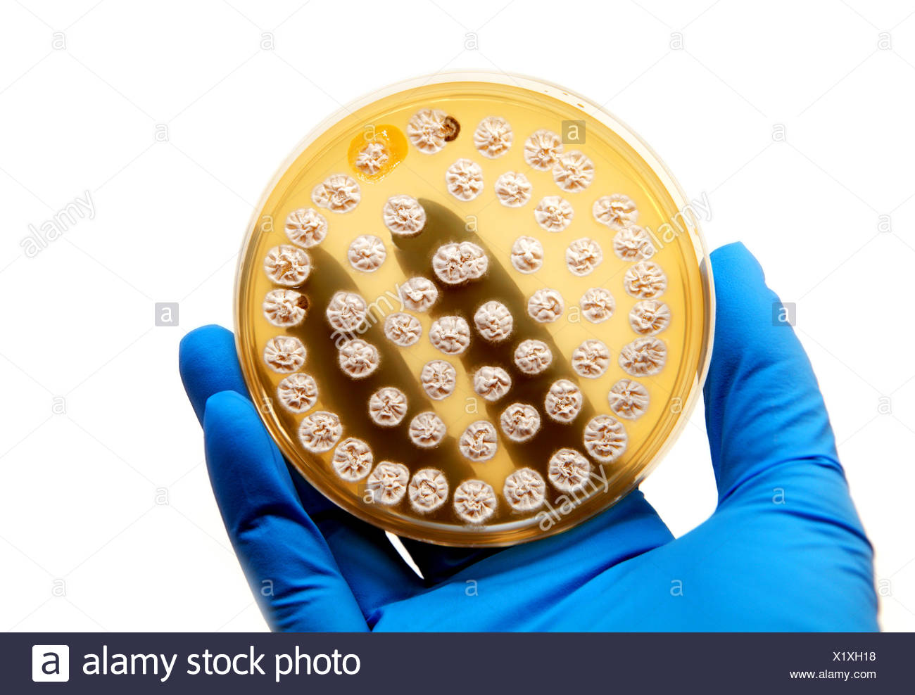 Microorganisms Stock Photos & Microorganisms Stock Images - Alamy