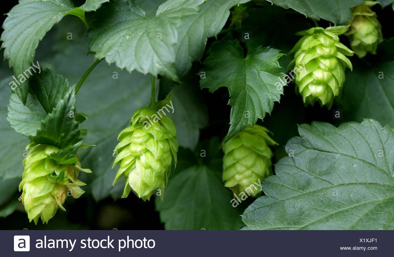 Hopfenzapfen High Resolution Stock Photography and Images - Alamy