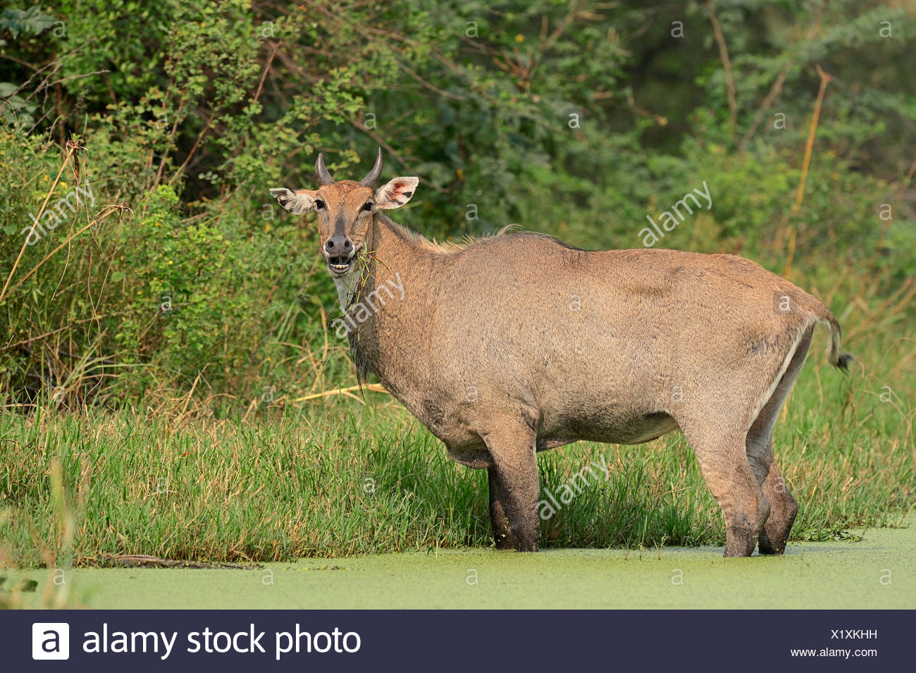 Nilgai Keoladeo Park High Resolution Stock Photography and Images - Alamy