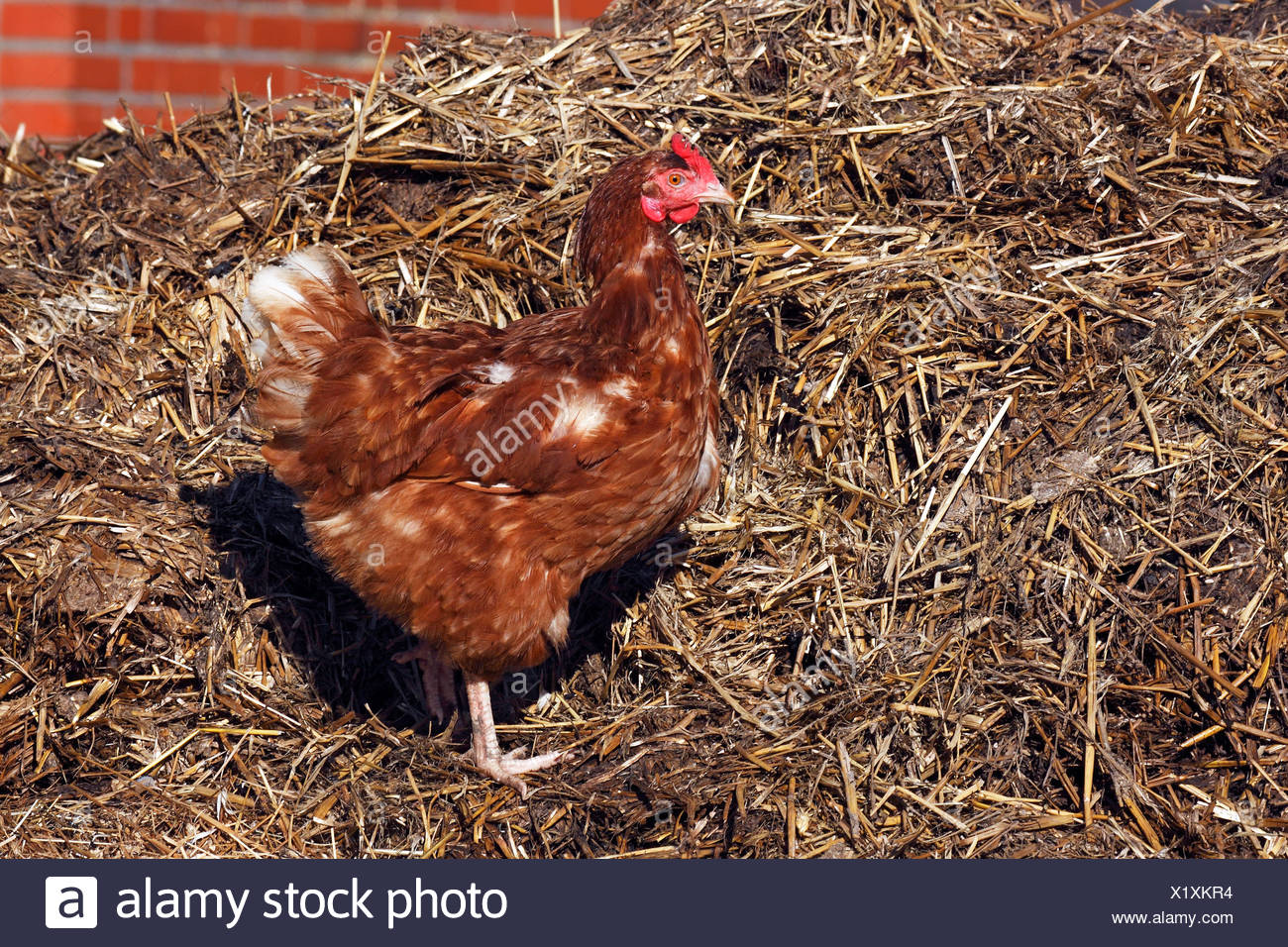 Domestic Fowl High Resolution Stock Photography and Images - Alamy