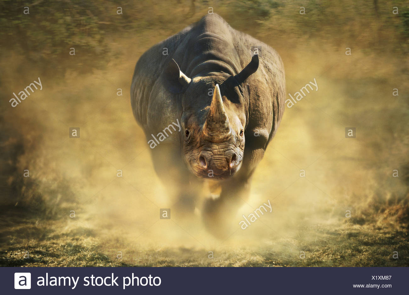 Black Rhinoceros Running Stock Photos & Black Rhinoceros Running Stock ...