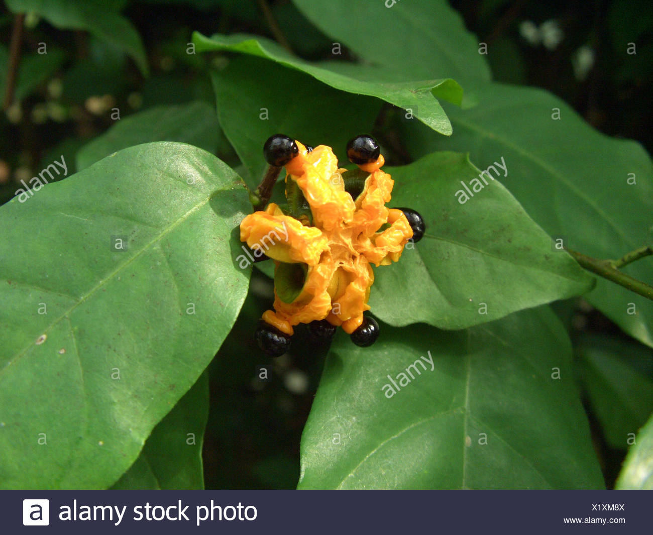 Turraea Heterophylla High Resolution Stock Photography and Images - Alamy