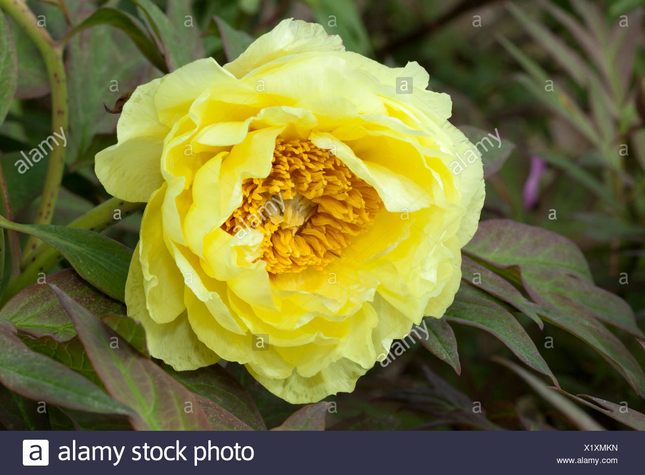 Tree Peony Blossoms High Resolution Stock Photography and Images - Alamy