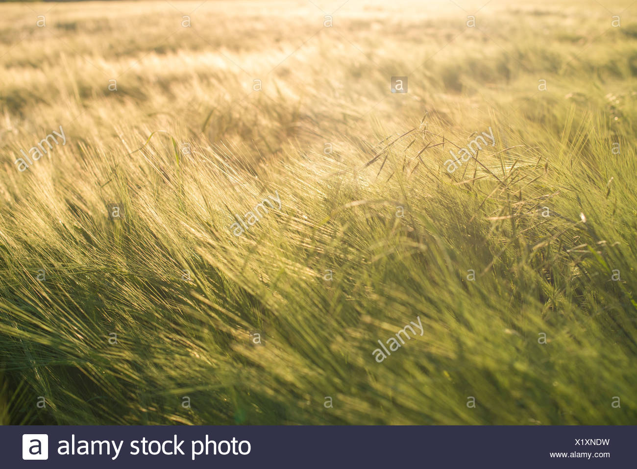 Crops Fields High Resolution Stock Photography and Images - Alamy