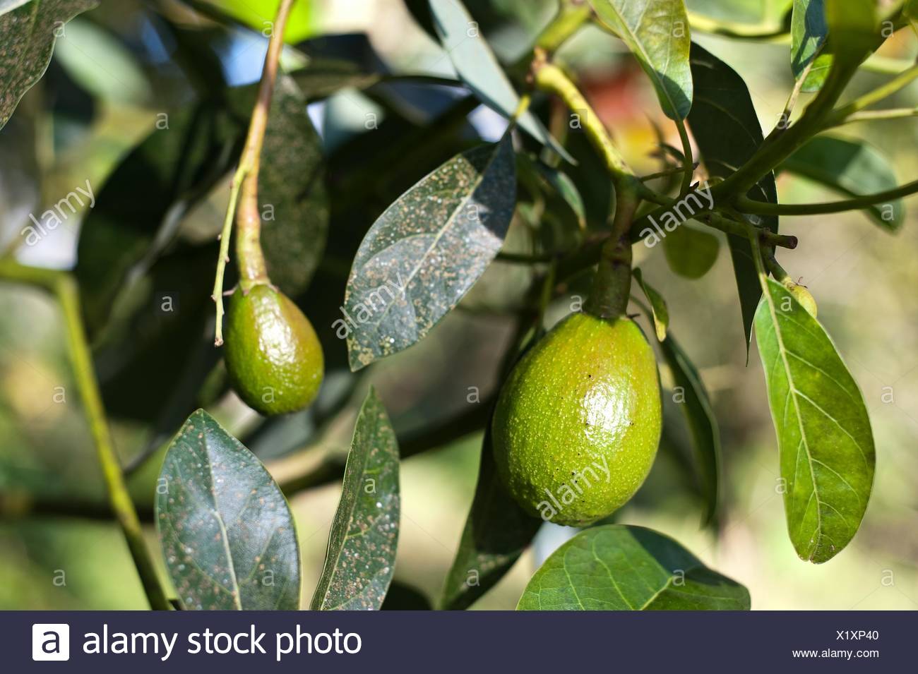 Avocado Tree Stock Photos & Avocado Tree Stock Images - Alamy