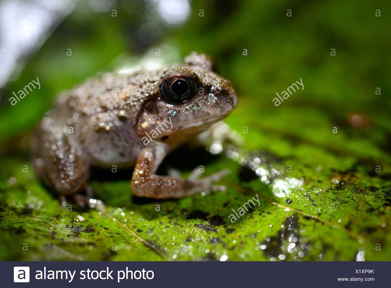 Mumbai National Park High Resolution Stock Photography and Images - Alamy