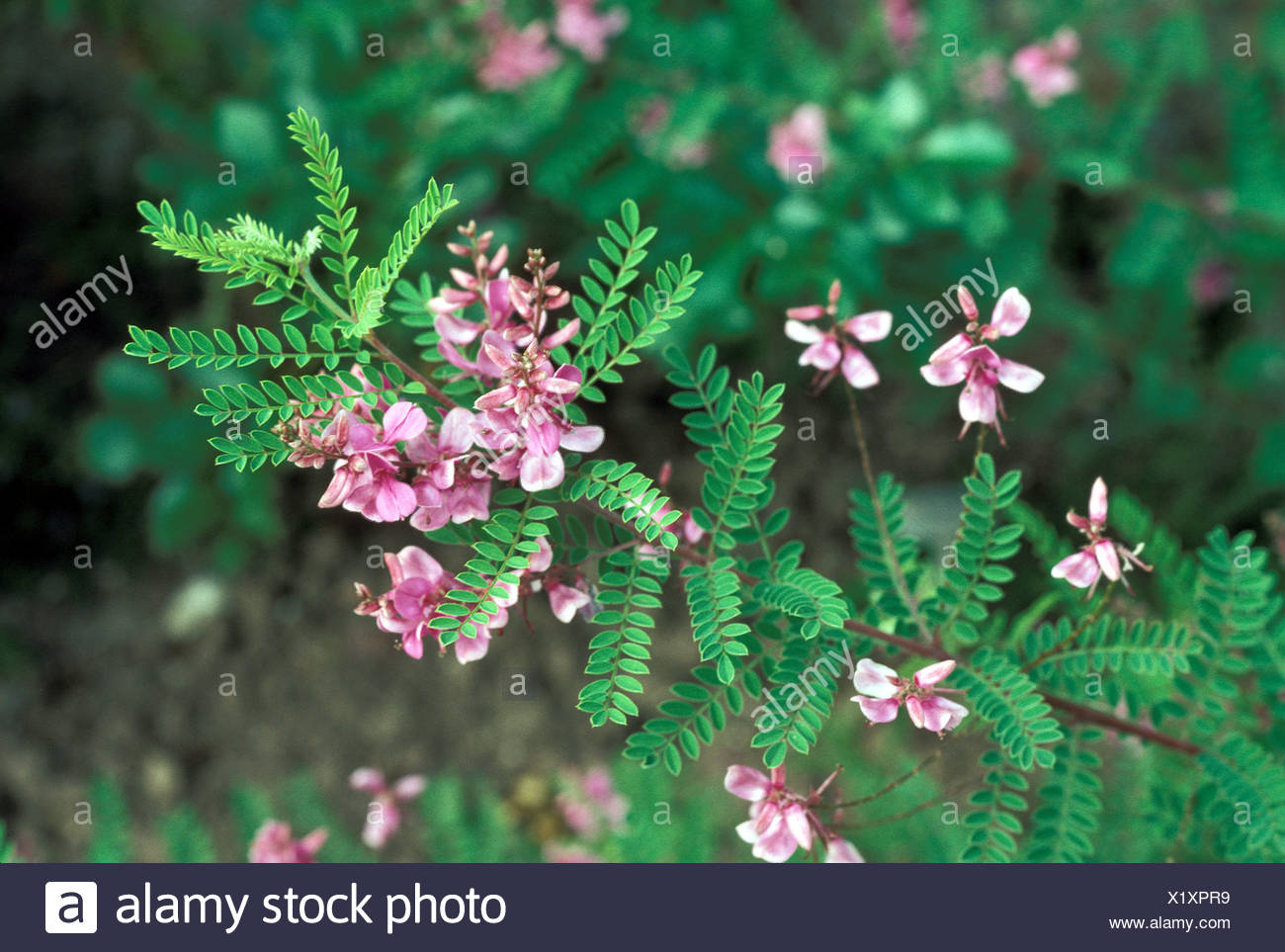 Indigofera Tinctoria High Resolution Stock Photography and Images - Alamy