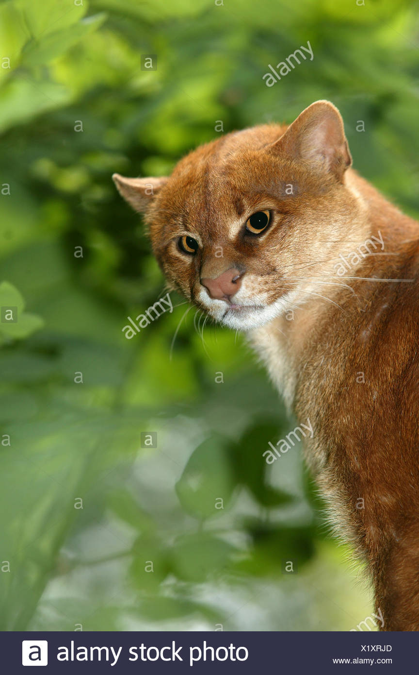 Eyra Cats High Resolution Stock Photography and Images - Alamy