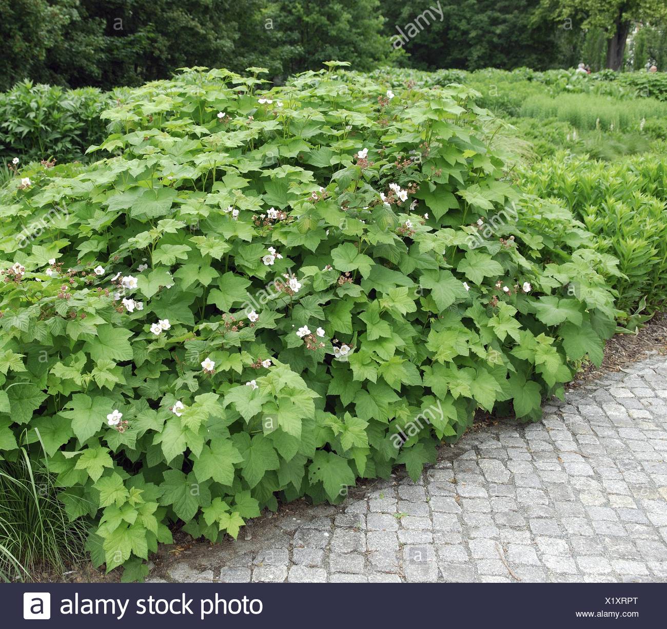 Thimbleberry High Resolution Stock Photography and Images - Alamy