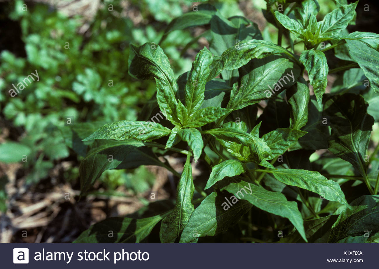 Thrip Damage High Resolution Stock Photography and Images - Alamy