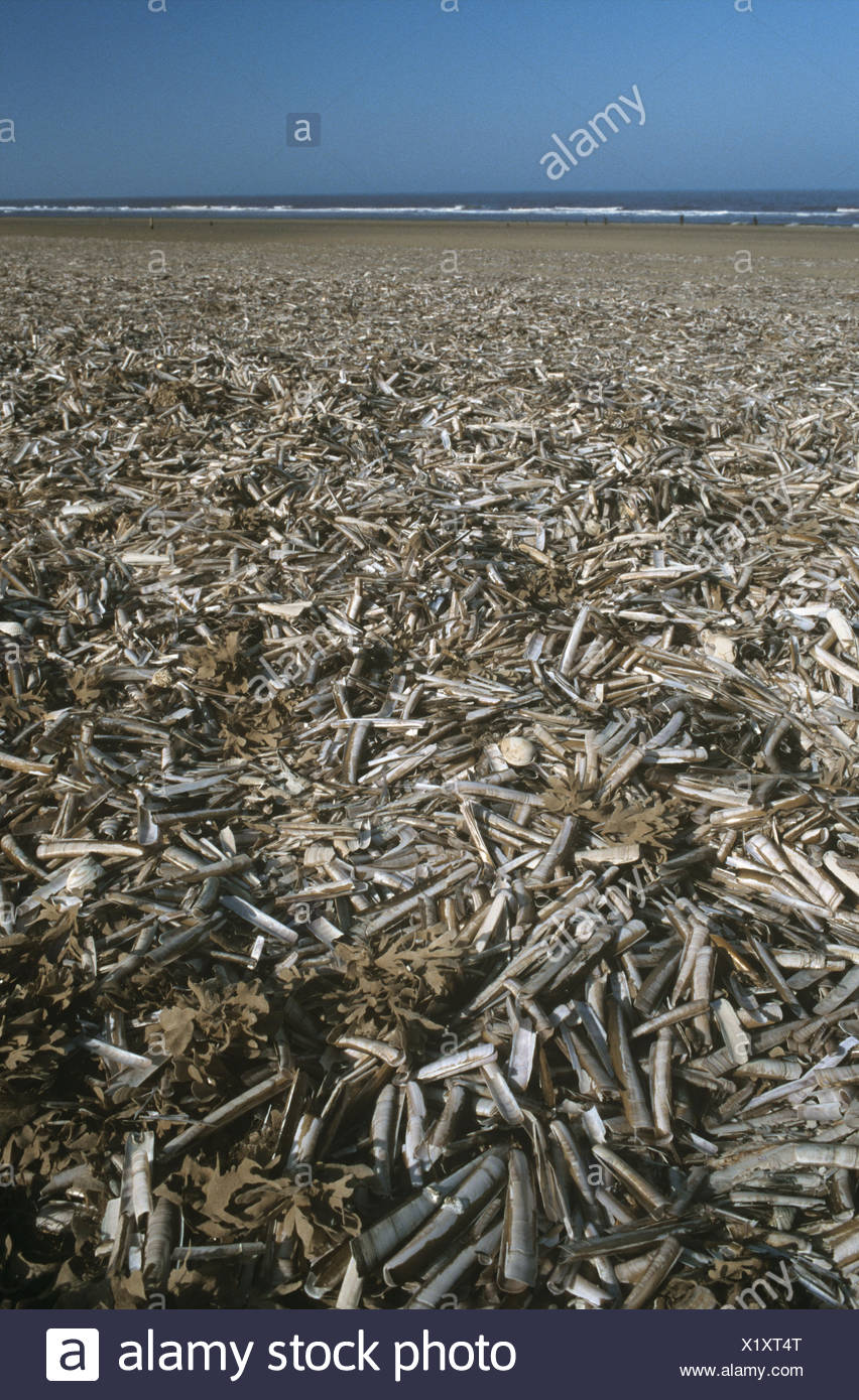 Razor Shell Ensis High Resolution Stock Photography and Images - Alamy