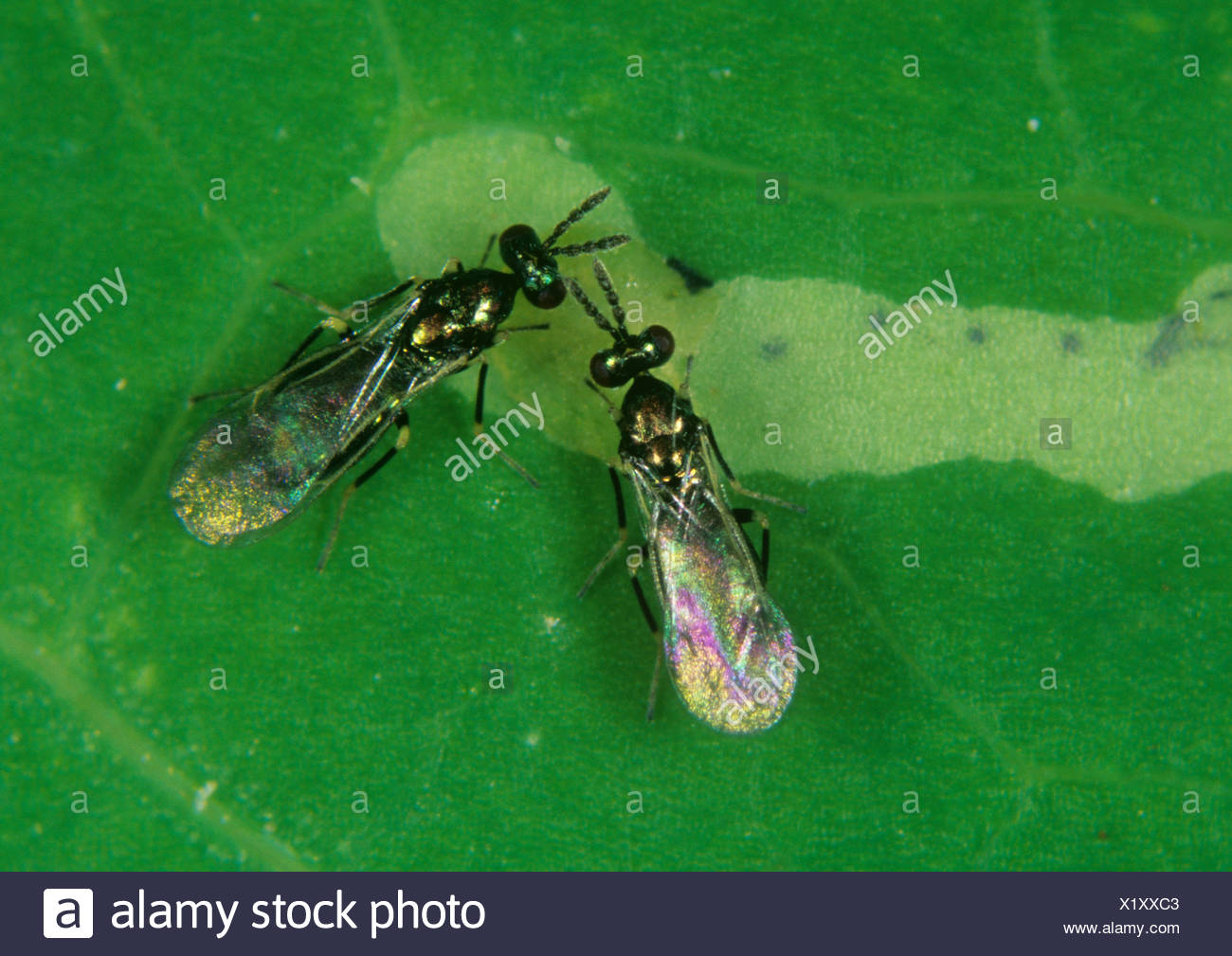 Agromyzidae High Resolution Stock Photography and Images - Alamy