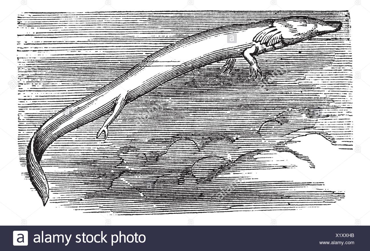 Salamander Drawing Stock Photos & Salamander Drawing Stock Images - Alamy