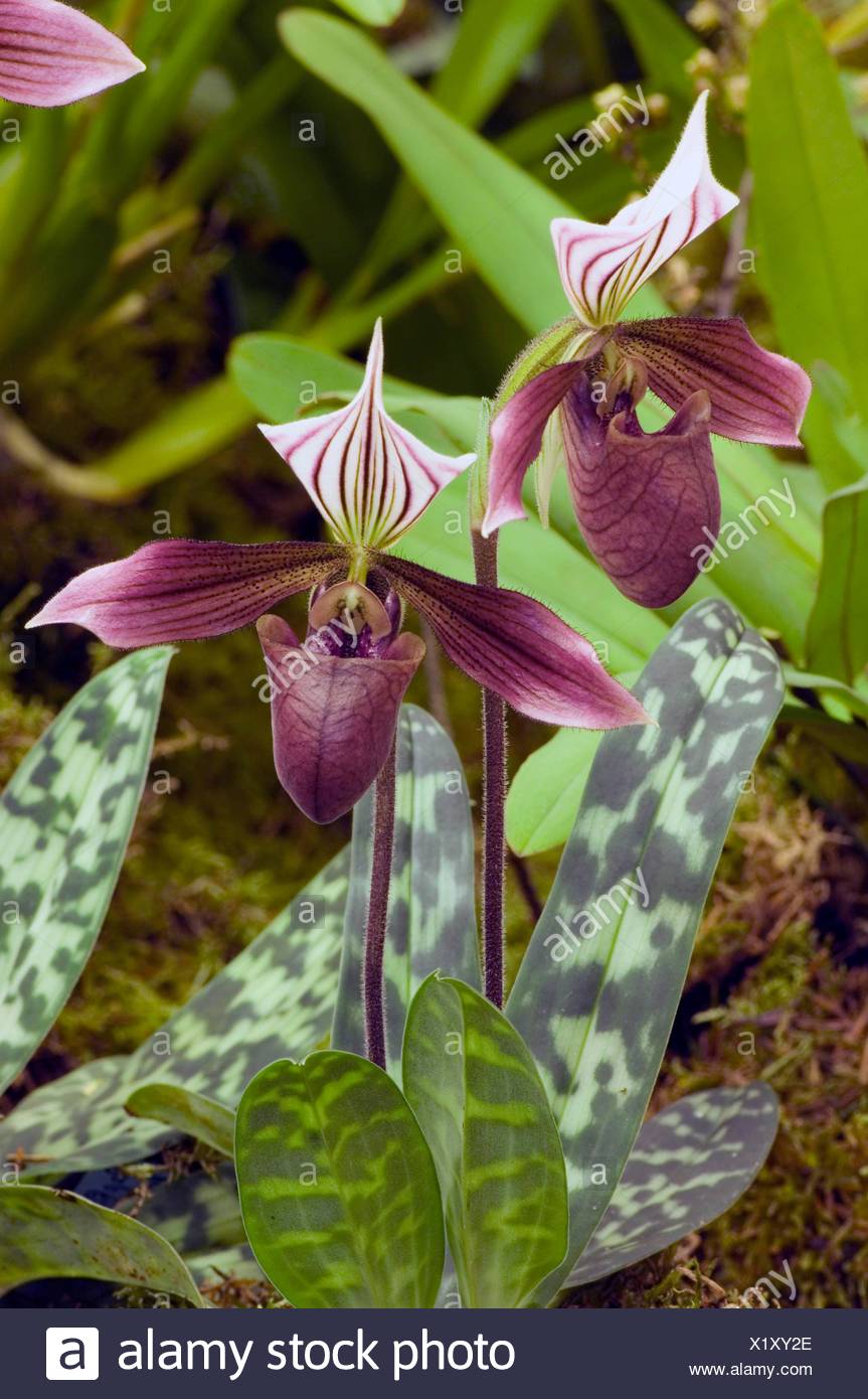 Paphiopedilum Purpuratum High Resolution Stock Photography and Images ...