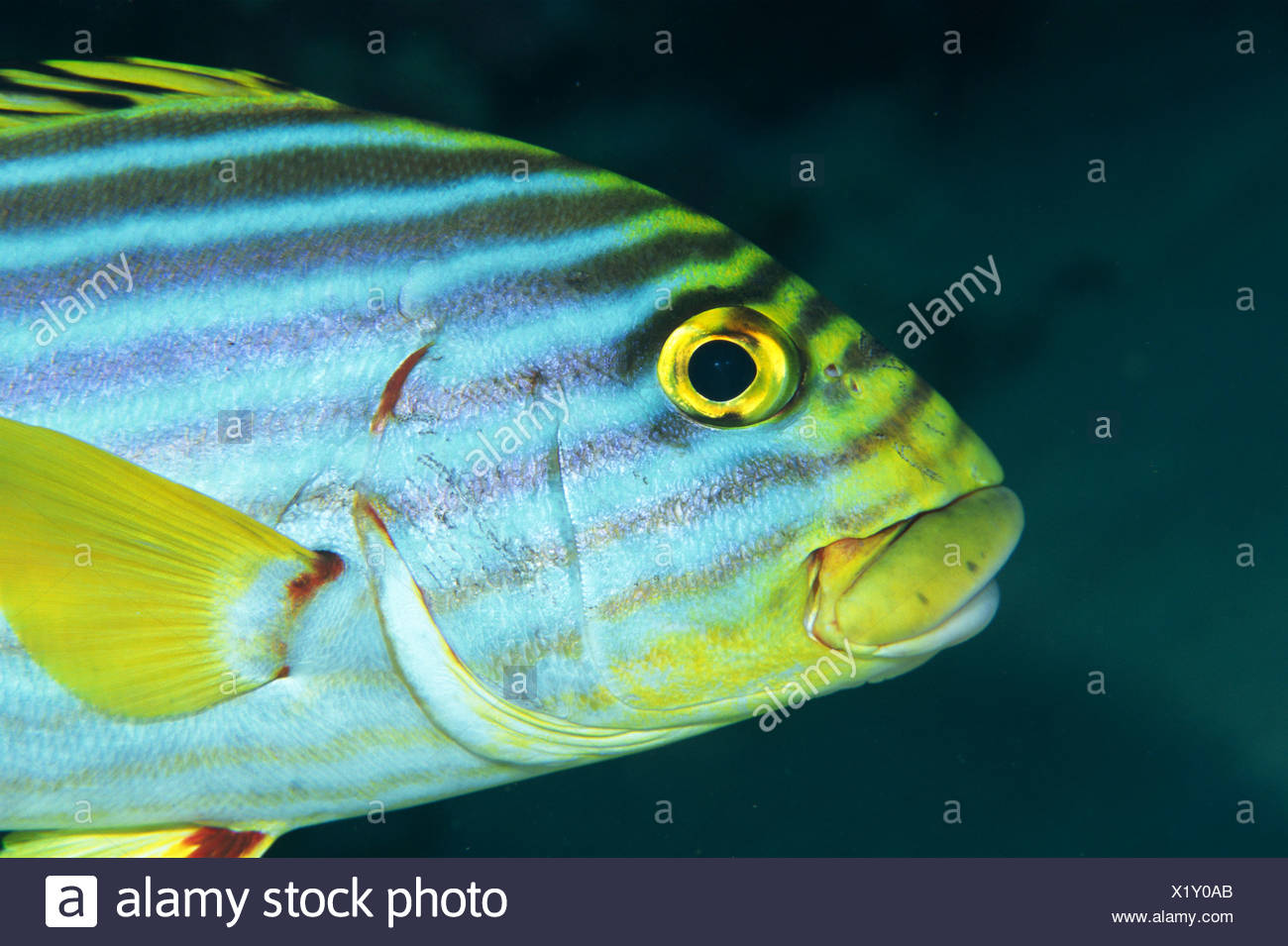 Sweet Lips Fish Stock Photos & Sweet Lips Fish Stock Images - Alamy