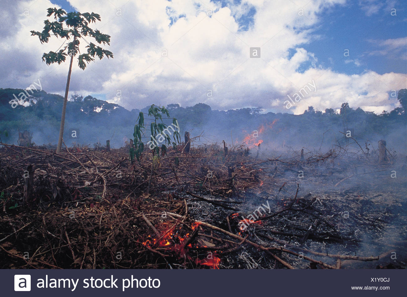 Amazon Rainforest Deforestation Cattle High Resolution Stock ...