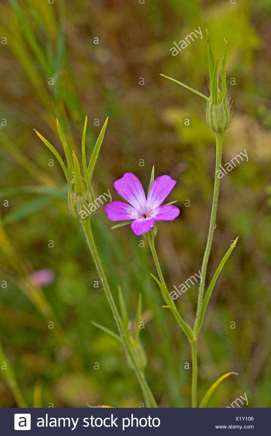 Corn Cockle Stock Photos & Corn Cockle Stock Images - Alamy