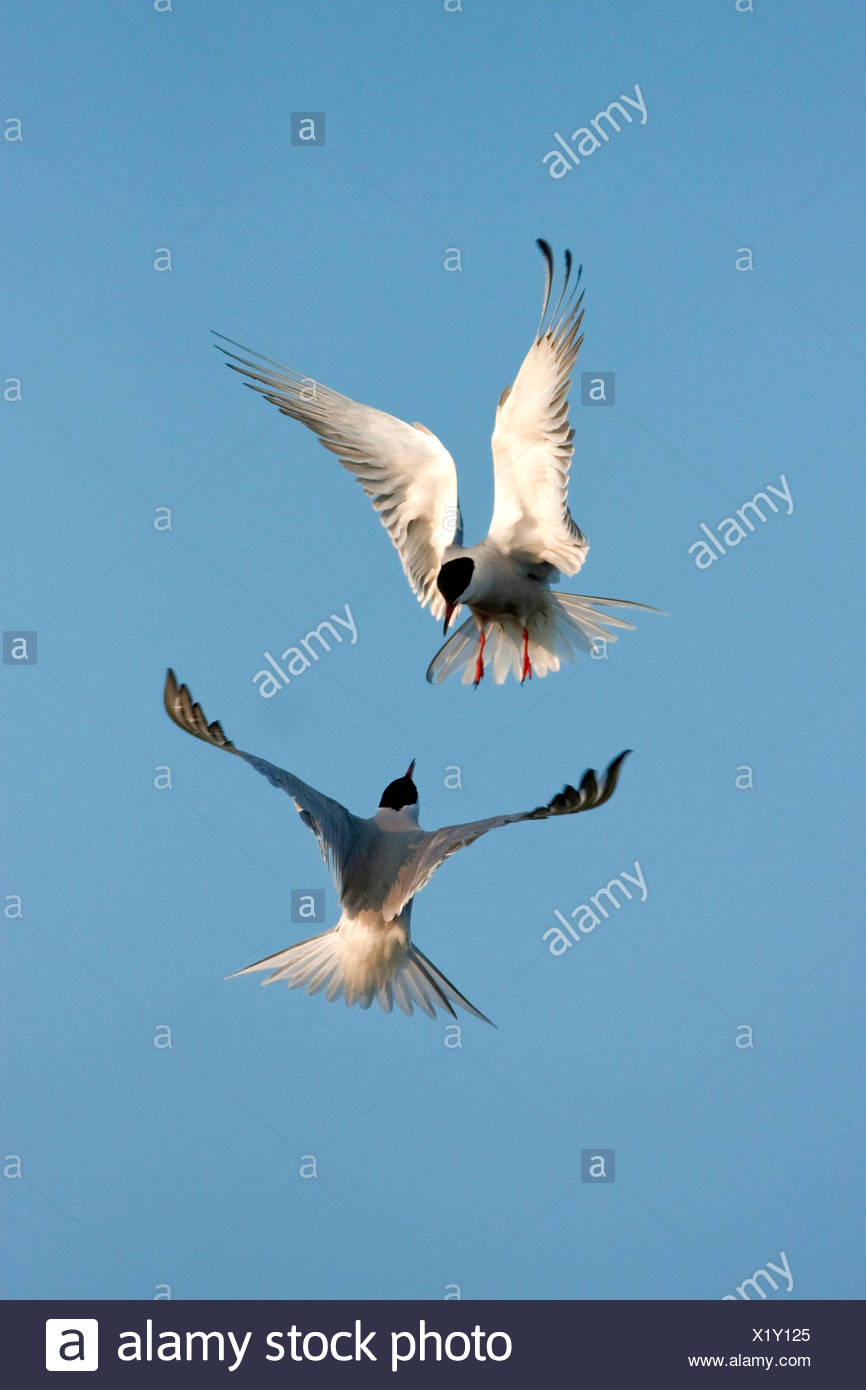 Birds Of The Netherlands High Resolution Stock Photography and Images ...