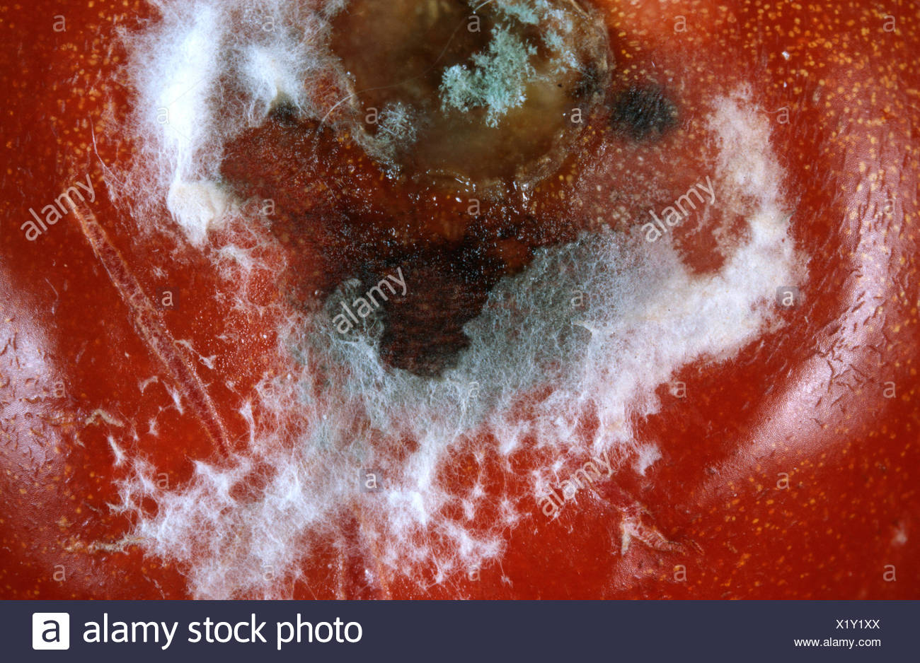 Rhizopus High Resolution Stock Photography and Images - Alamy