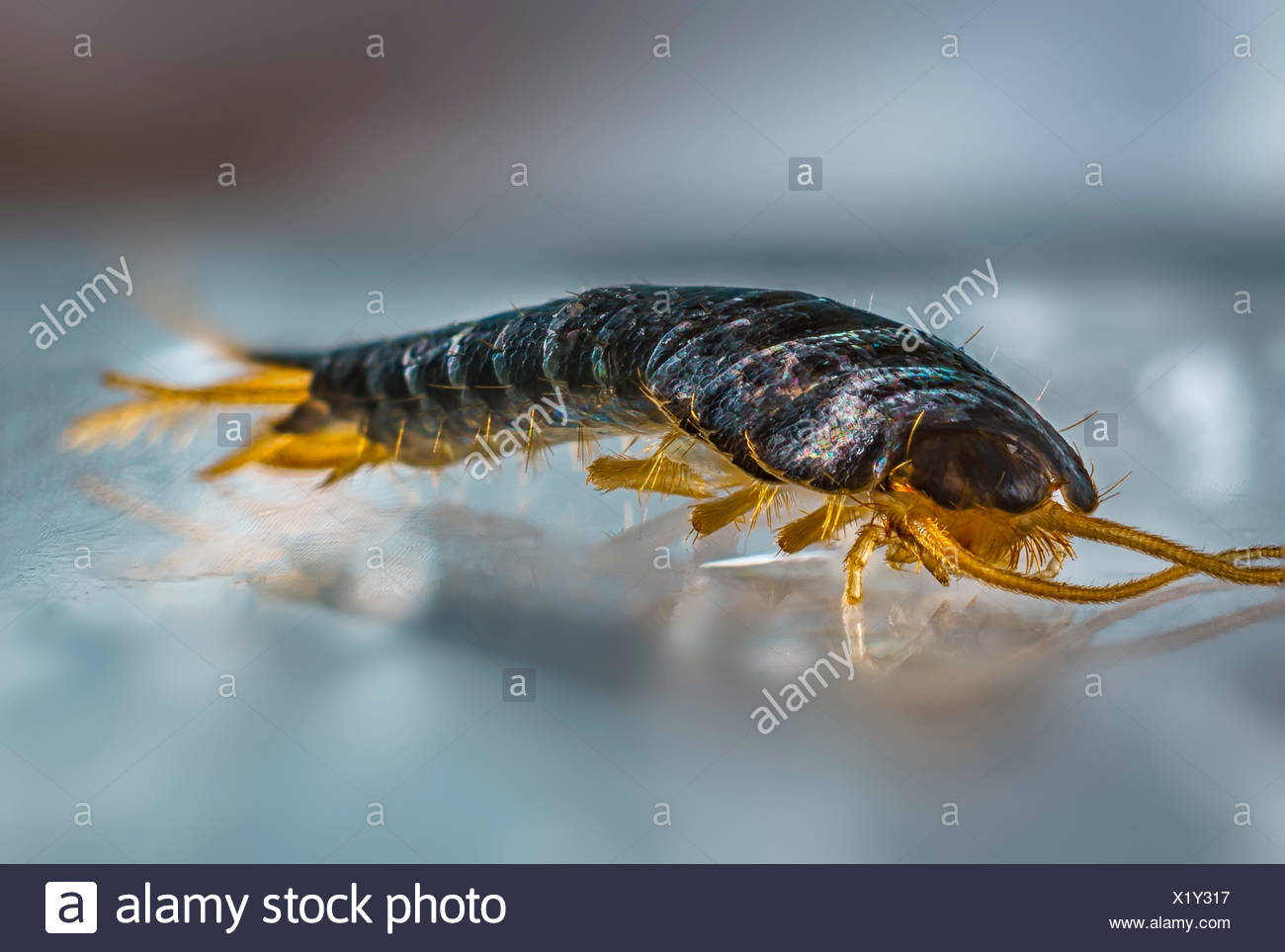 Silverfish Close Up High Resolution Stock Photography and Images - Alamy