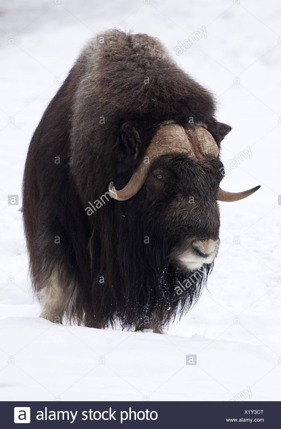 Musk Ox Stock Photos & Musk Ox Stock Images - Alamy