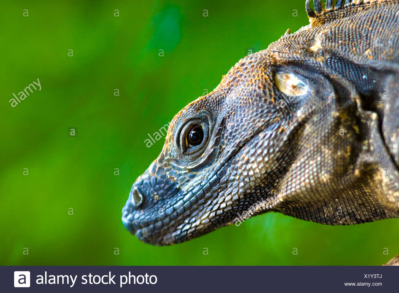 Squamata Stock Photos & Squamata Stock Images - Alamy
