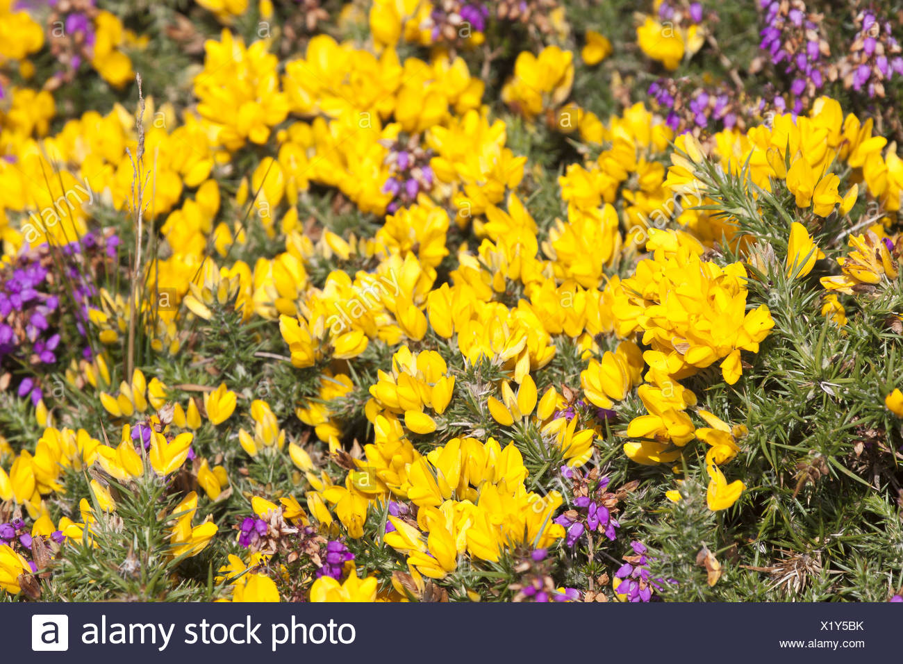 Yellow Flowering Heather Plant In High Resolution Stock Photography and ...