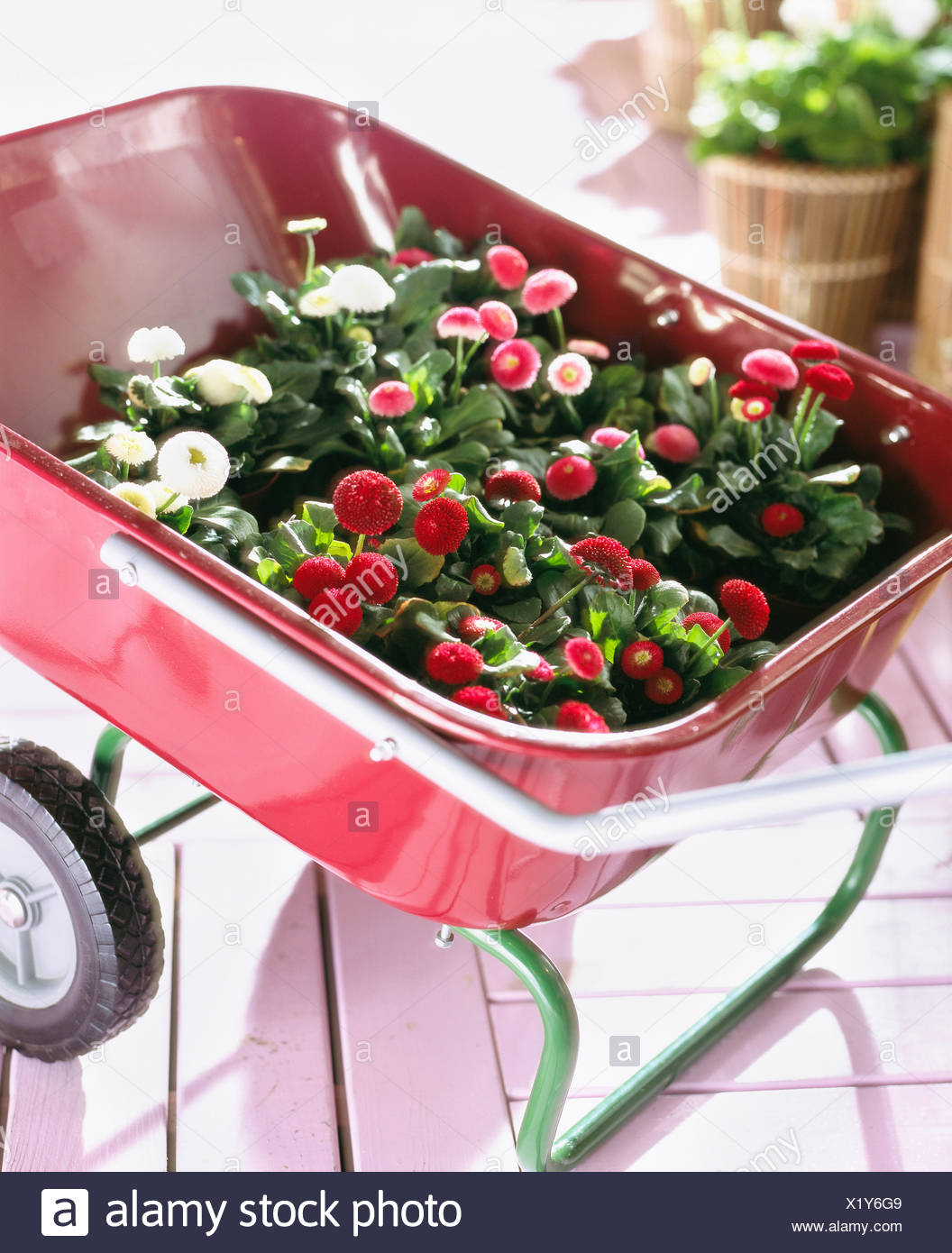 Flowers In A Wheelbarrow High Resolution Stock Photography and Images ...