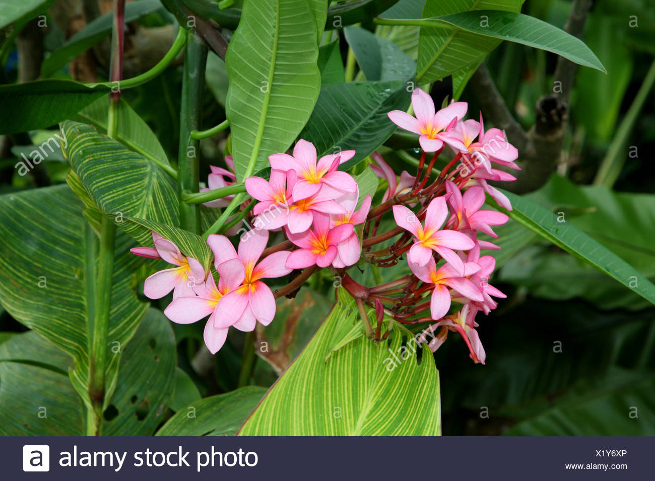 Red Plumeria Plumeria Rubra High Resolution Stock Photography and ...