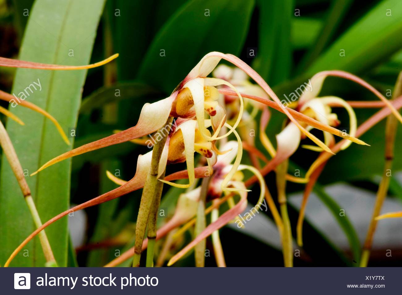 Maxillaria High Resolution Stock Photography and Images - Alamy