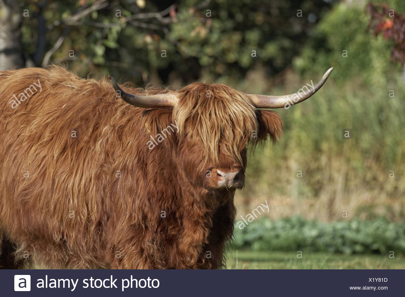 Kyloe Cattle Stock Photos & Kyloe Cattle Stock Images - Alamy