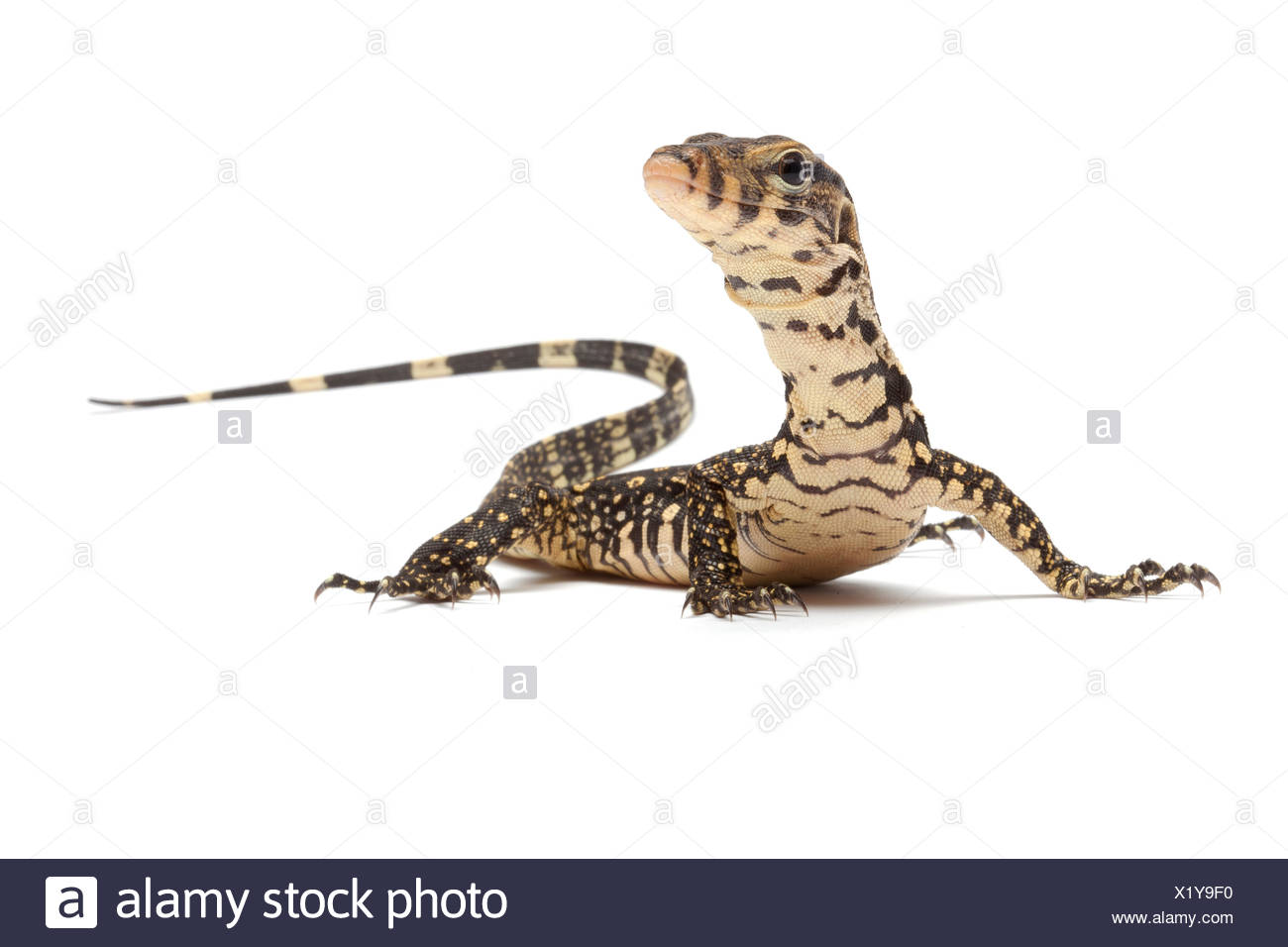 Common Water Monitor High Resolution Stock Photography and Images - Alamy