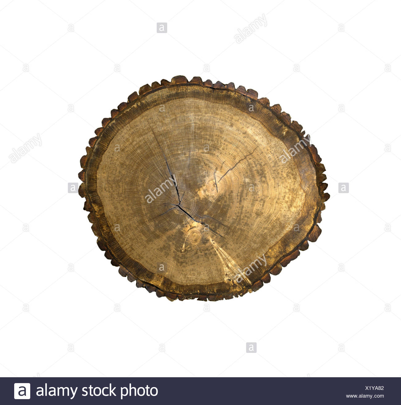 Tree Cross Section Oak High Resolution Stock Photography and Images - Alamy