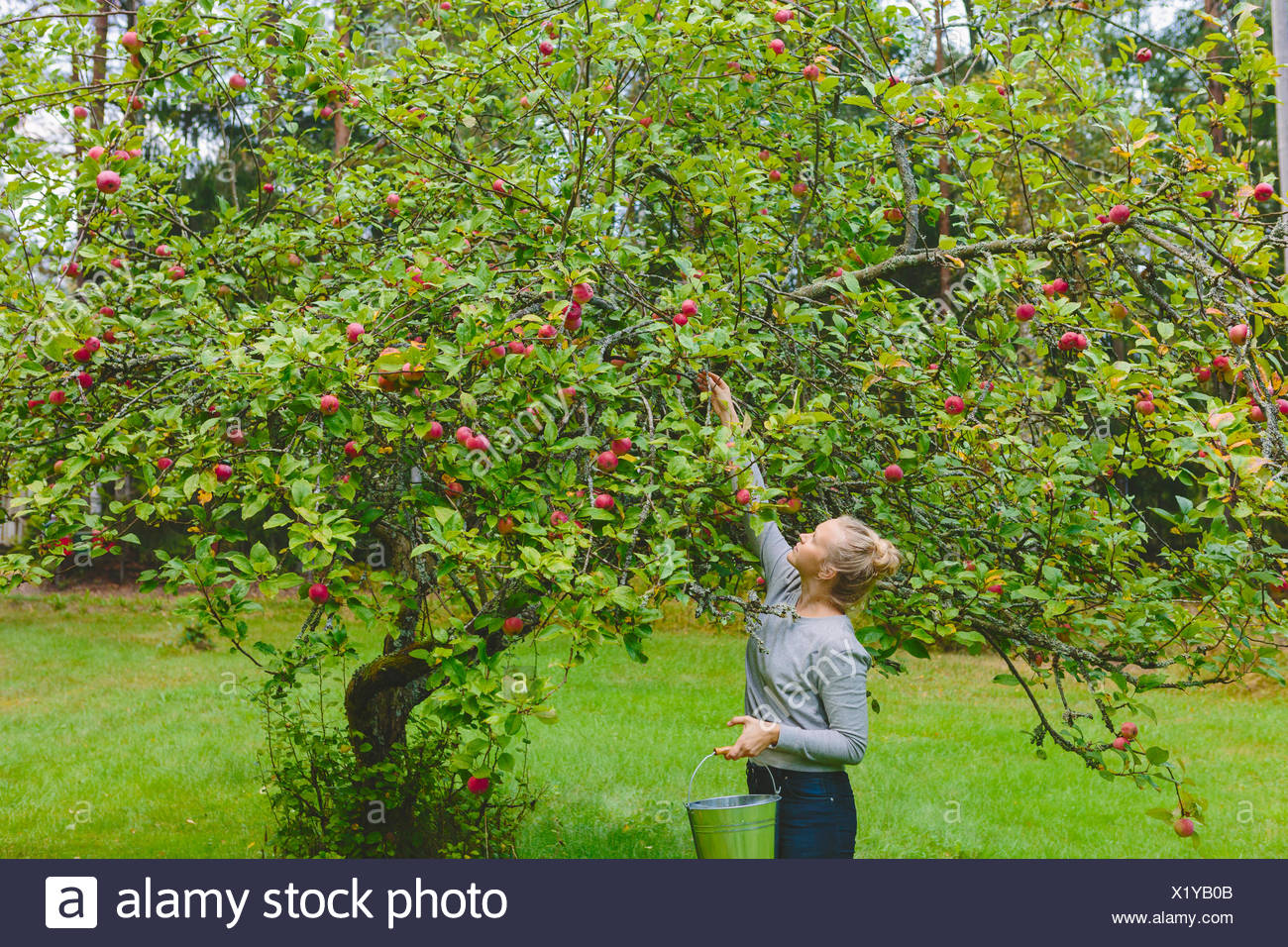 Picking Apples Stock Photos & Picking Apples Stock Images - Alamy