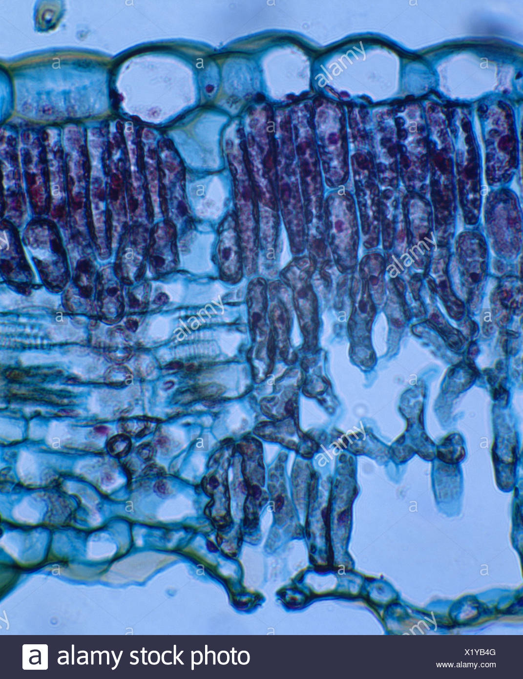 Stomata And Guard Cells High Resolution Stock Photography and Images ...