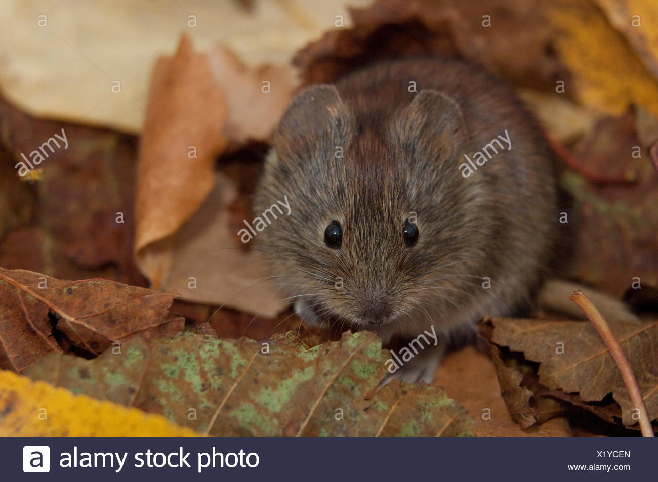 Red Backed Vole Stock Photos & Red Backed Vole Stock Images - Alamy