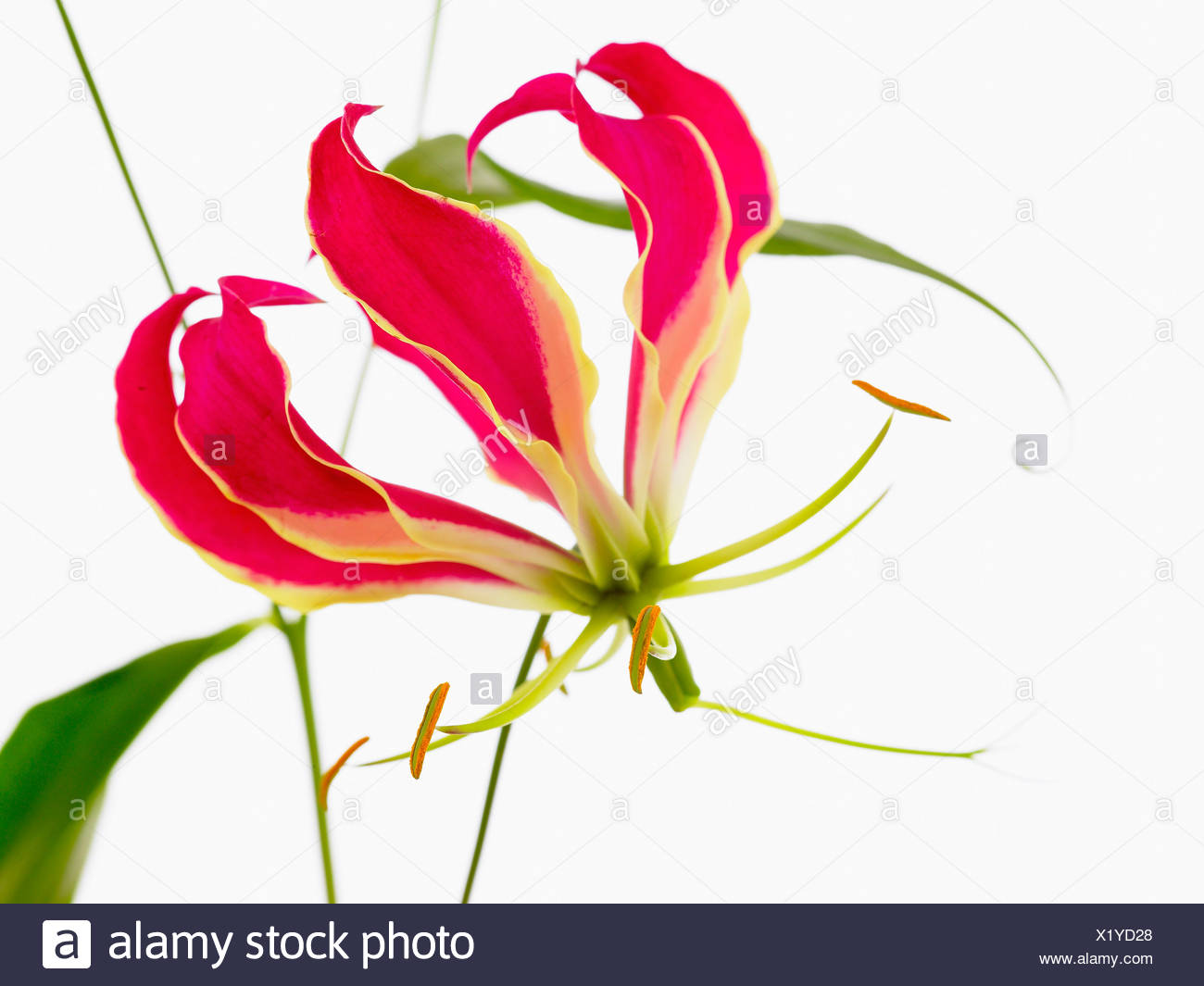 Tiger Claw Flower High Resolution Stock Photography and Images - Alamy