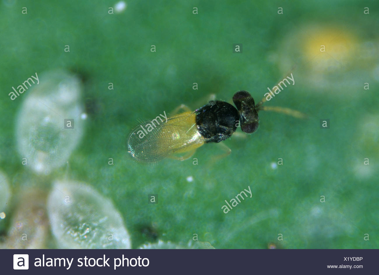 Encarsia Formosa High Resolution Stock Photography and Images - Alamy